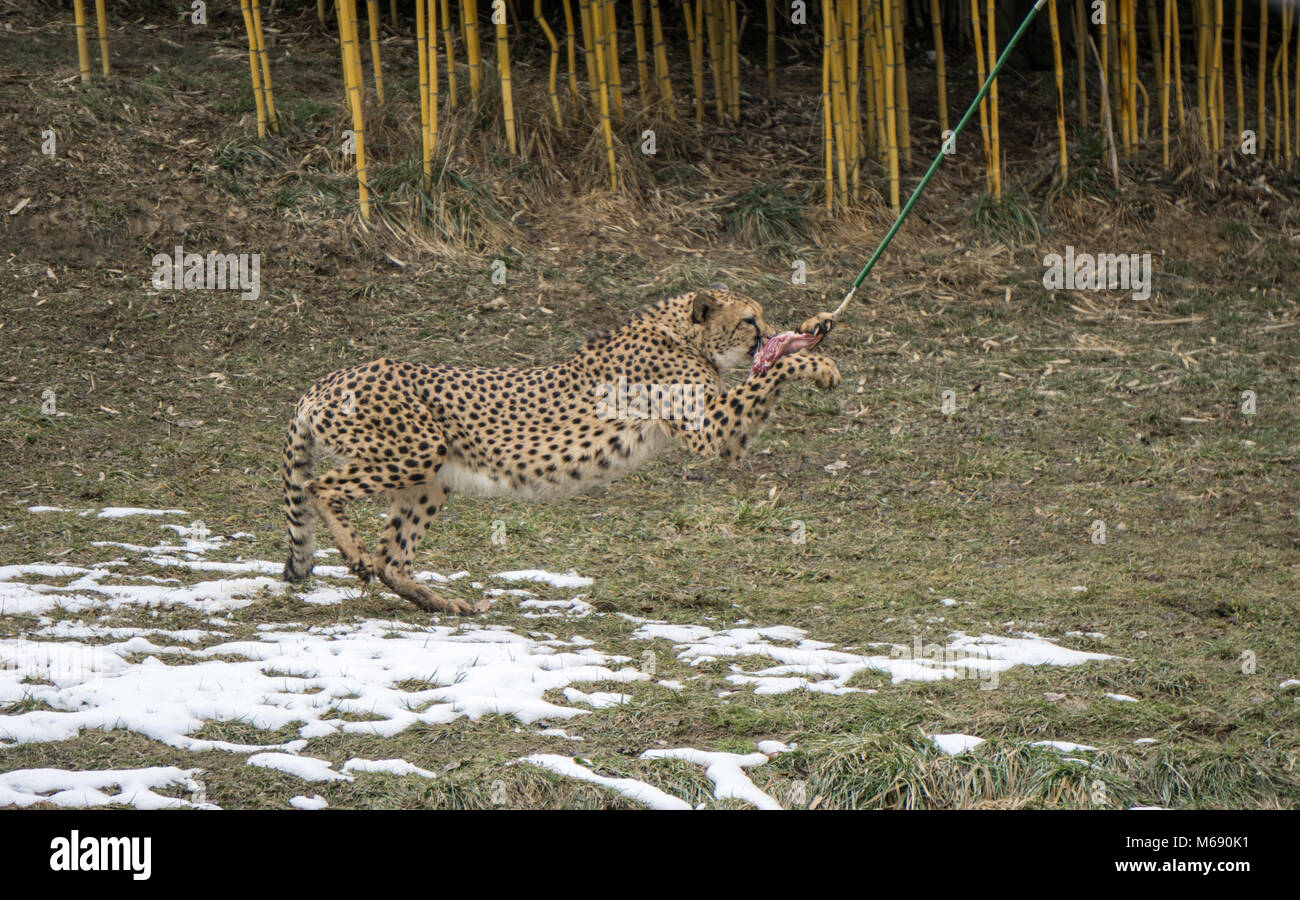 Cheetah being feed using a tyrolean type device at the Herberstein zoo ...