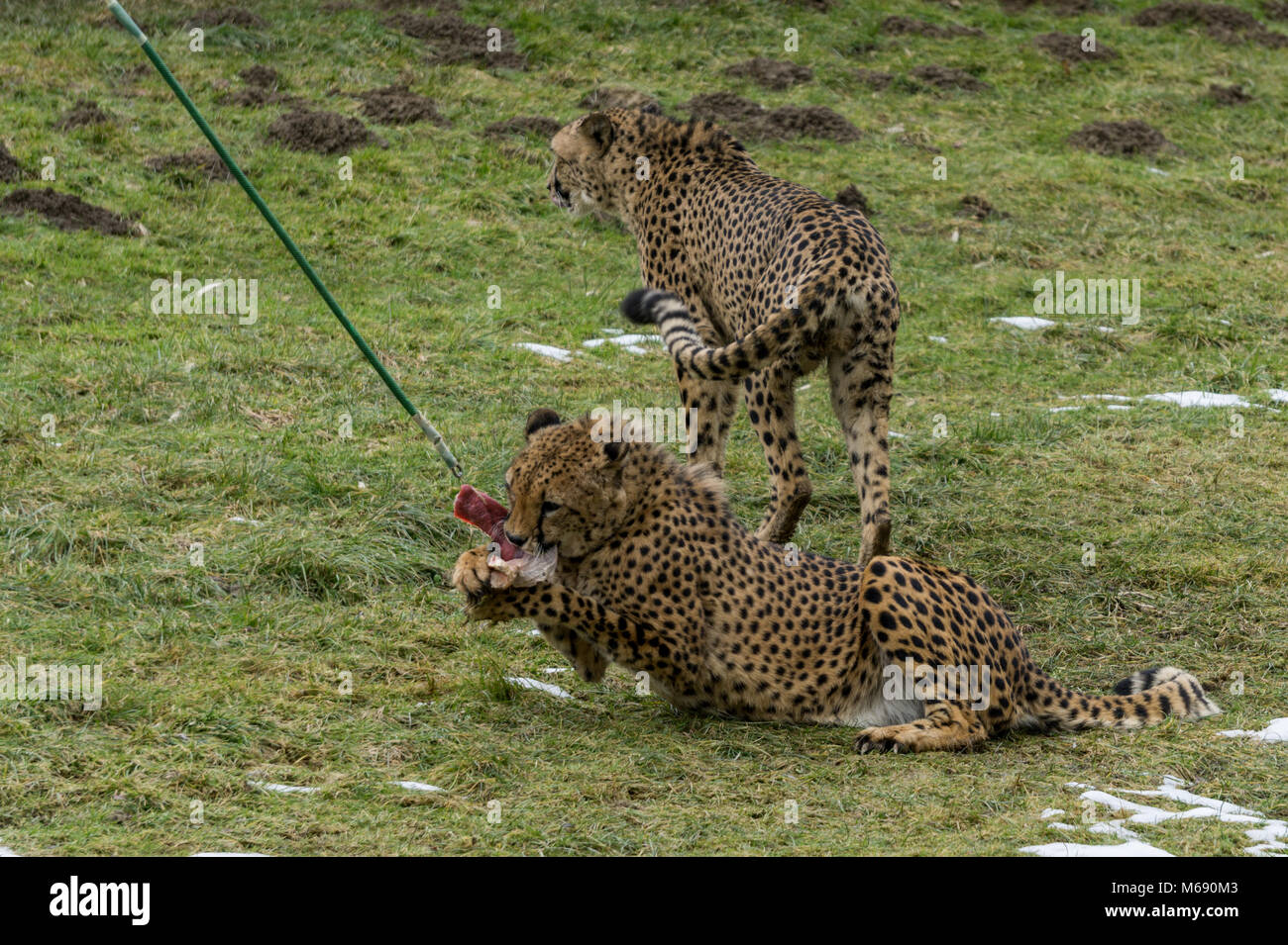 Cheetah feeding on a slab of meat at an Austrian zoo Stock Photo - Alamy