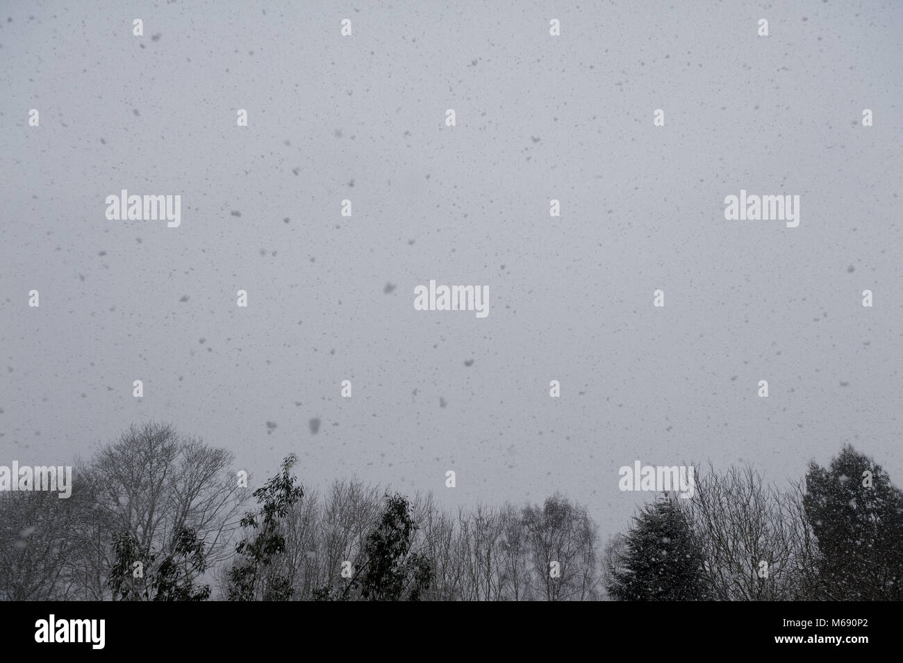 The beast from the East heavy dry snow falling in blizzard with ash ...