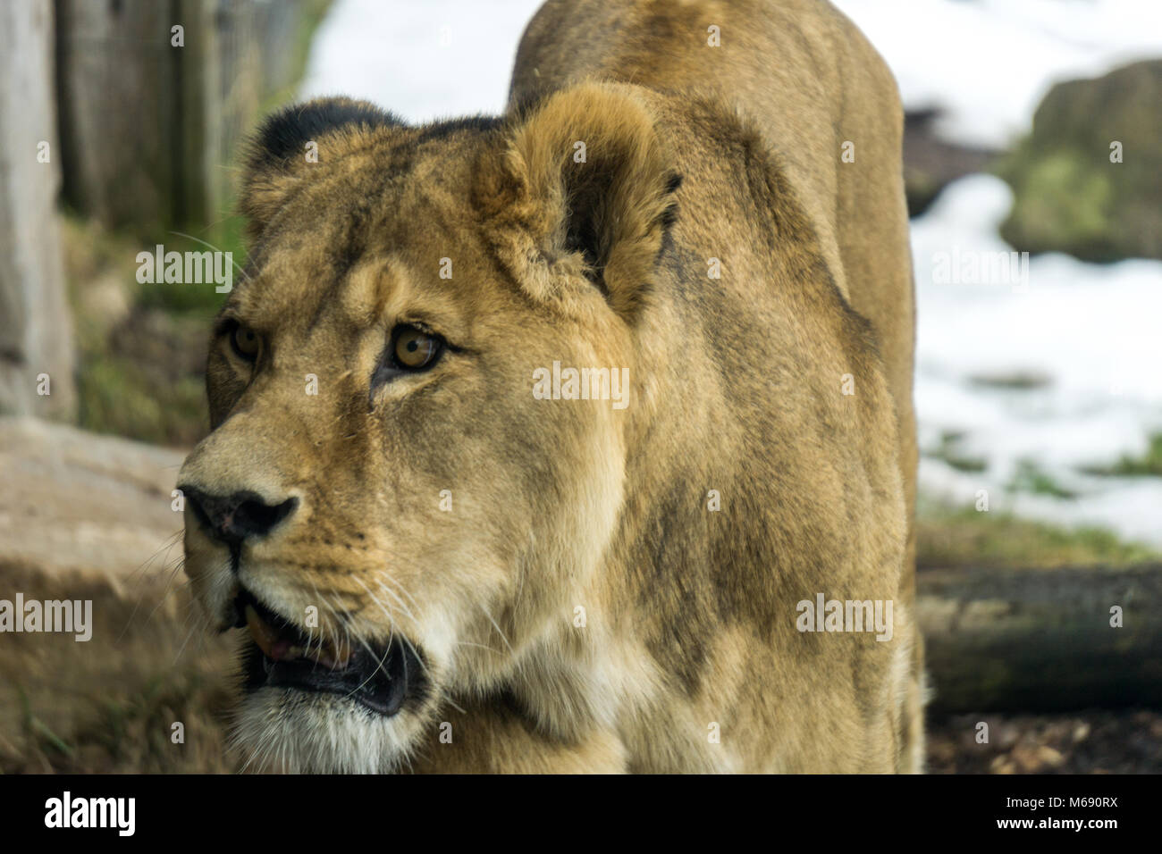 Close up of female panthera leo as it walks around its enclosure at an ...