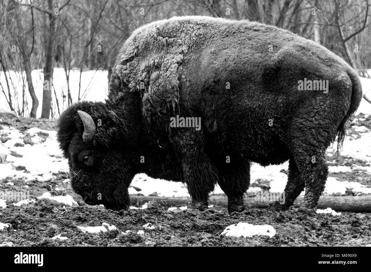 Black and white shot of massive, male bison (buffalo) rummaging through ...