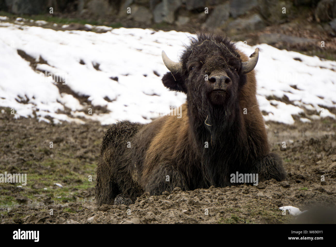Curious bison gesturing towards the camera while sitting on the cold ...