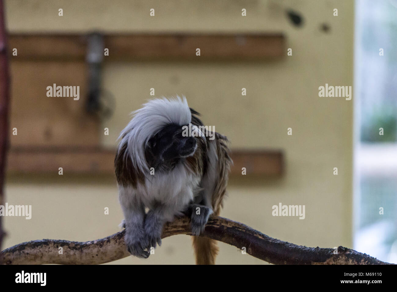 Cotton-top tamarin inside its enclosure at the Herberstein zoo Stock ...