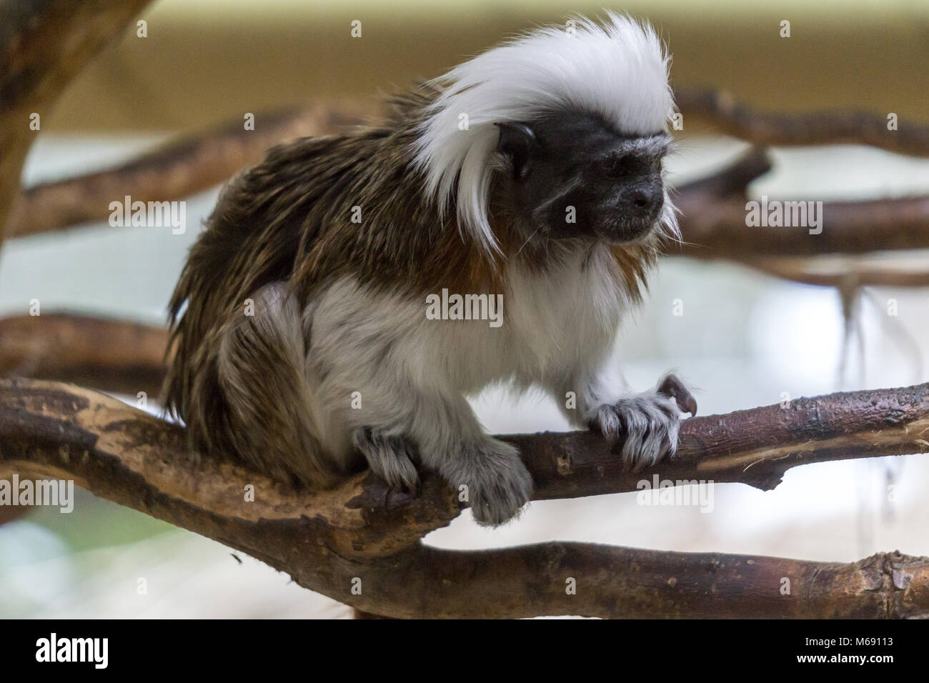 Cotton top tamarin holding on to a small branch inside its zoo ...