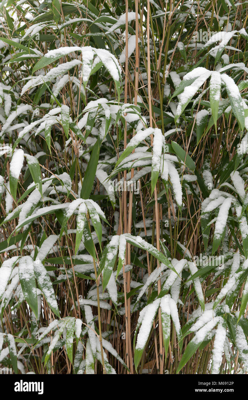 Hardy snow coated evergreen leaves and canes of bamboo stems in Winter ...