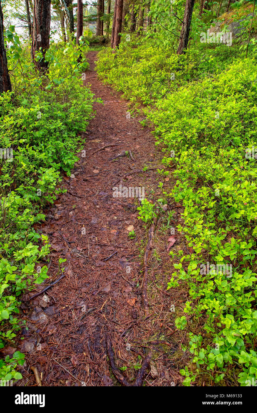 brown path in the woods with green bushes Stock Photo - Alamy