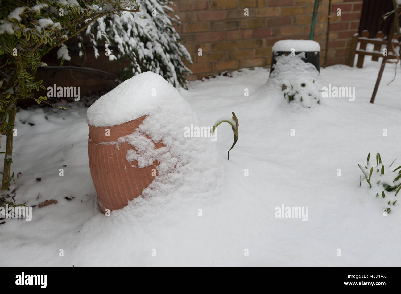 Large plastic upturned plastic flower pots protecting less frost or ...