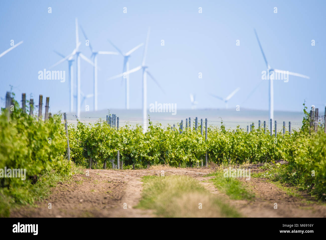 Ecology wine vineyard plantation with wind turbines in the back Stock ...