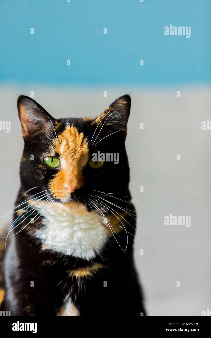 Beautiful calico tortoiseshell tabby cat sitting on a couch Stock Photo ...