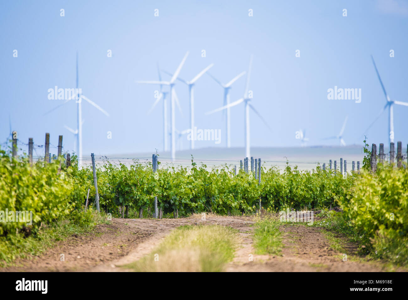 Grape plantation wind farm hi-res stock photography and images - Alamy