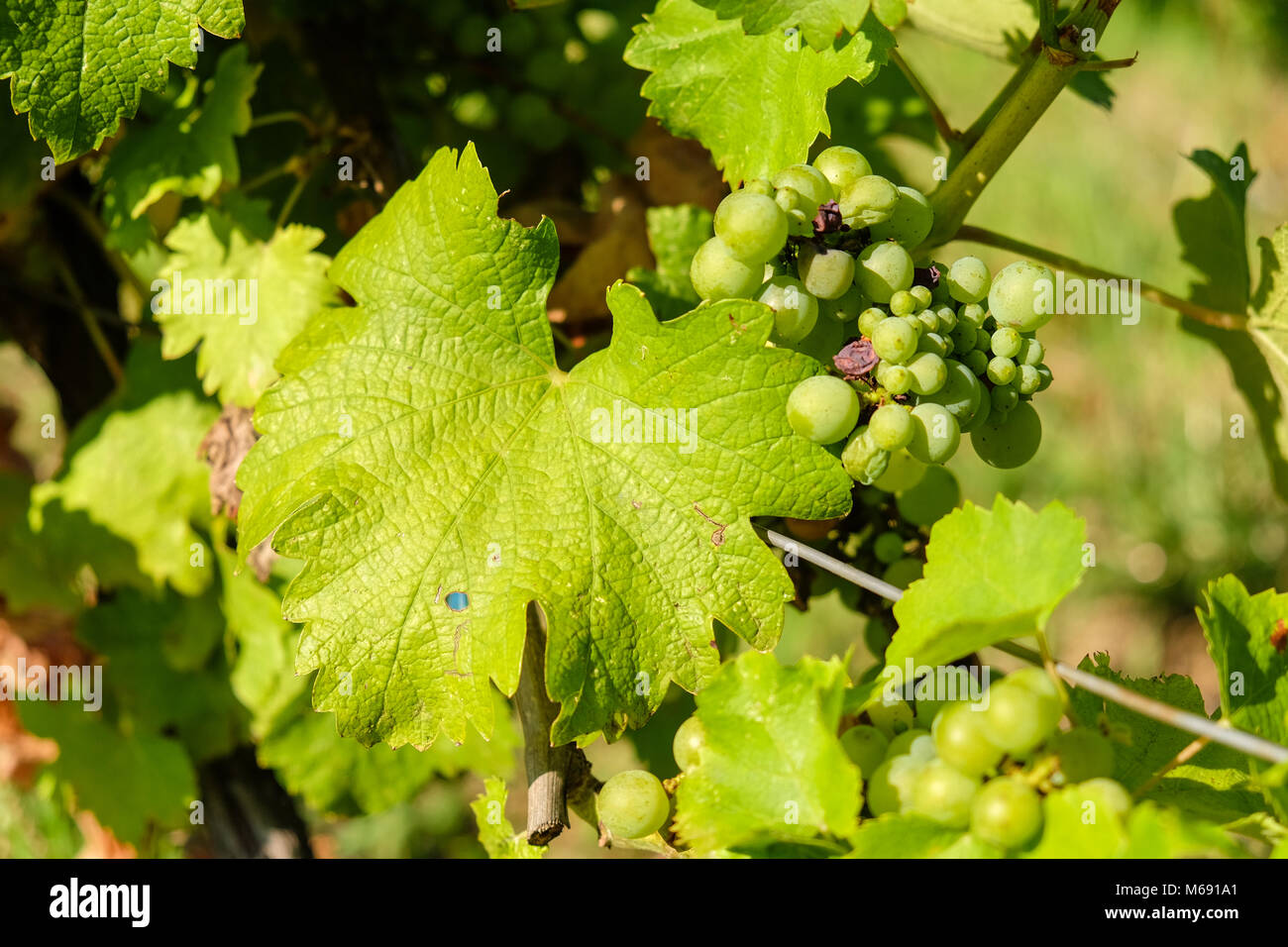 Vineyard in wine making regions of central Europe Stock Photo - Alamy