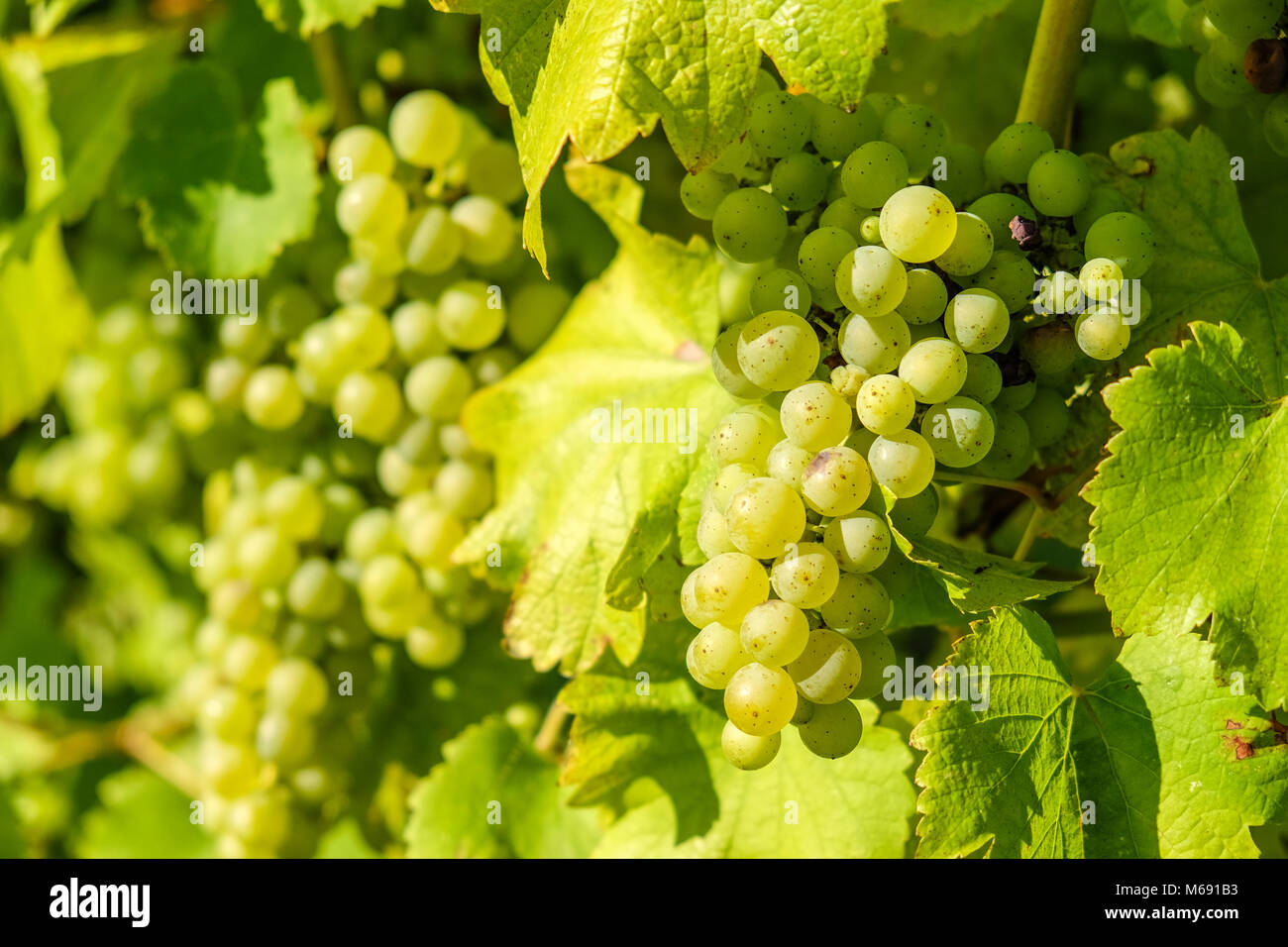 Grape growing country hi-res stock photography and images - Alamy