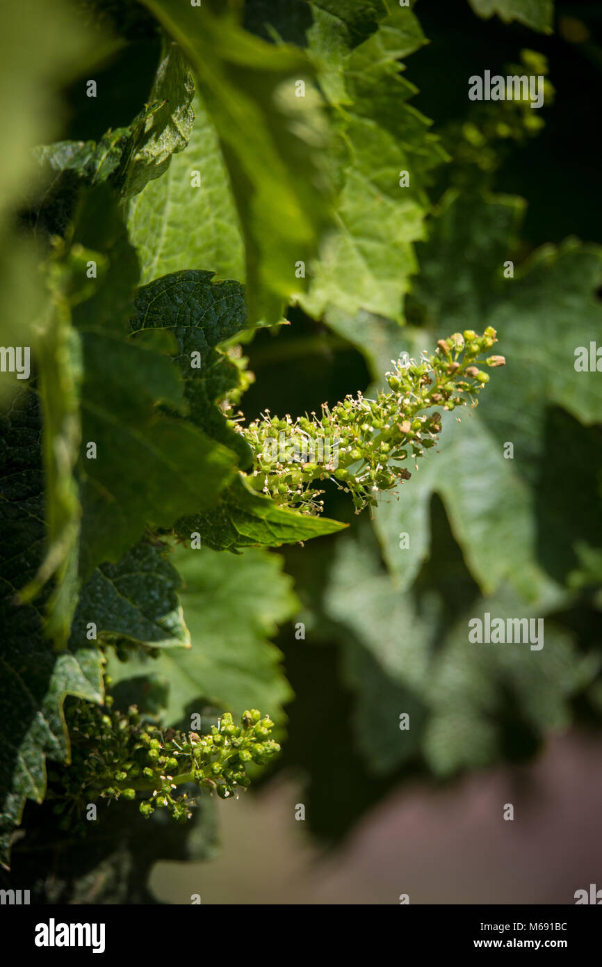 Wine flowering vine hi-res stock photography and images - Alamy