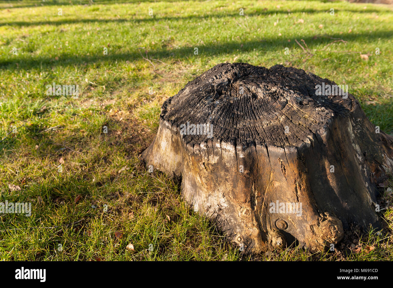 Remains of ash tree, charred stump remains in new planted lawn, felled ...