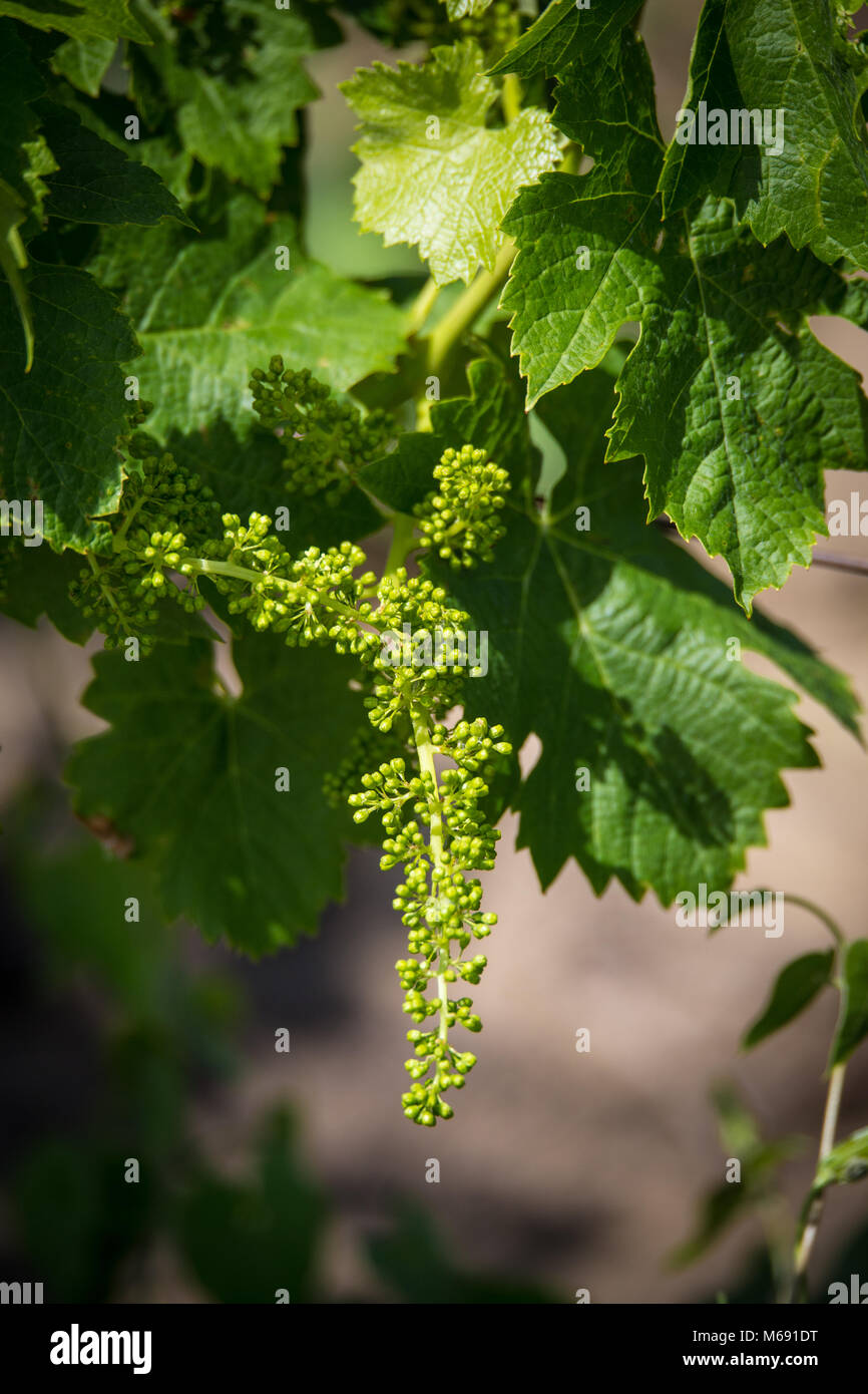 Grape flowers isolated with shallow depth of field. Flowering vine ...