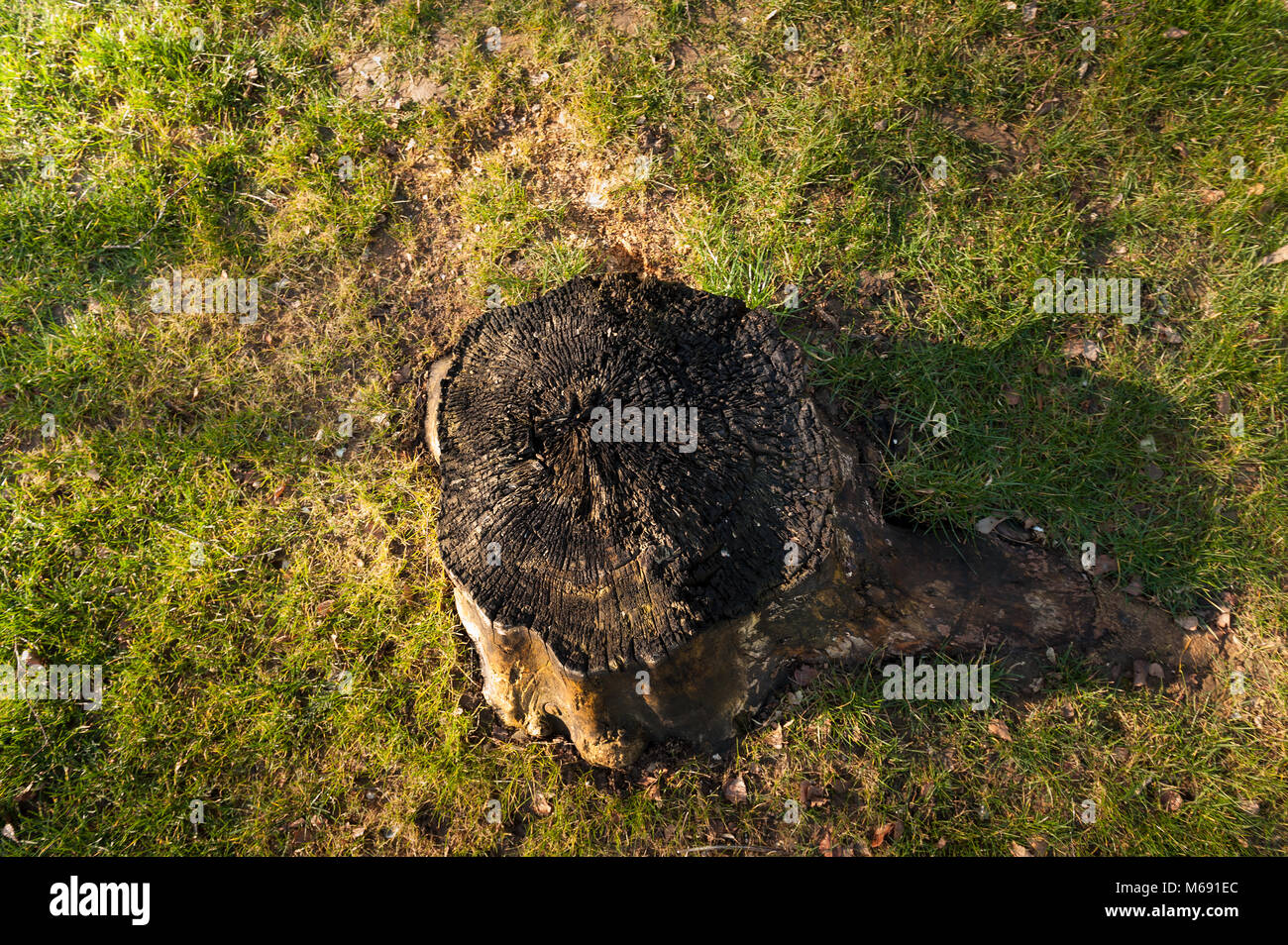 Remains of ash tree, charred stump remains in new planted lawn, felled ...
