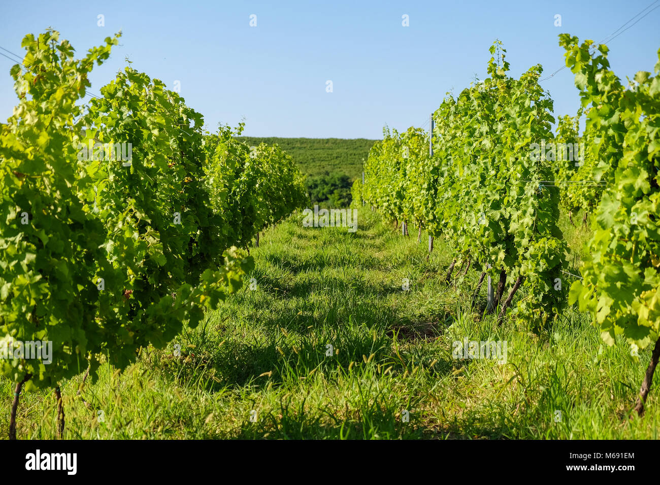 Wine regions in europe hi-res stock photography and images - Alamy