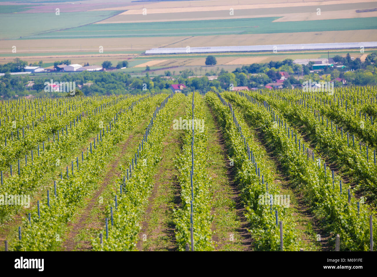 Vineyard with grape rows summer landscape Stock Photo - Alamy