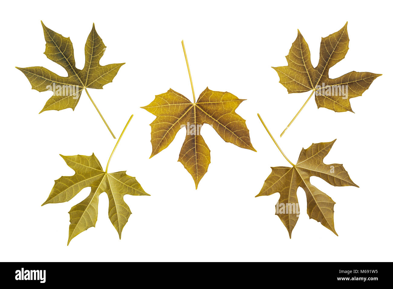 Chaya leaf High Resolution Stock Photography and Images - Alamy