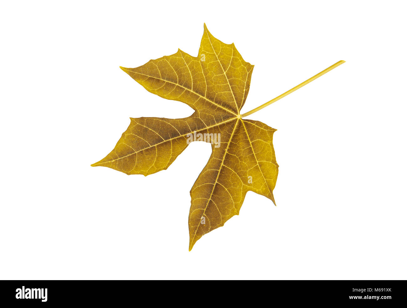 Spinach tree hi-res stock photography and images - Alamy