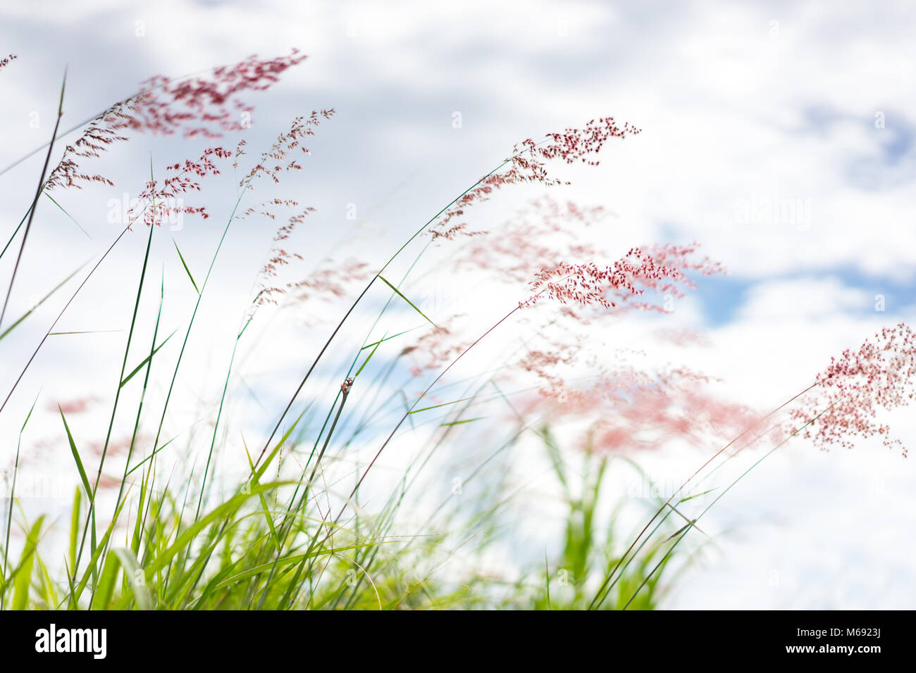 Pink flower and blue sky with clouds Stock Photo - Alamy