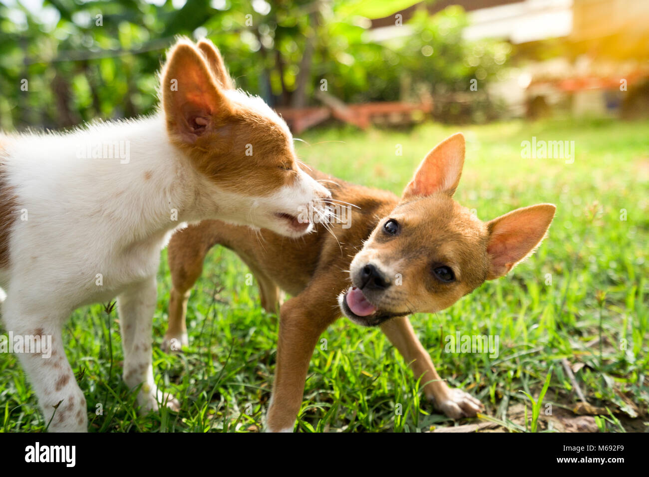 two small dogs playing together outdoors Stock Photo - Alamy