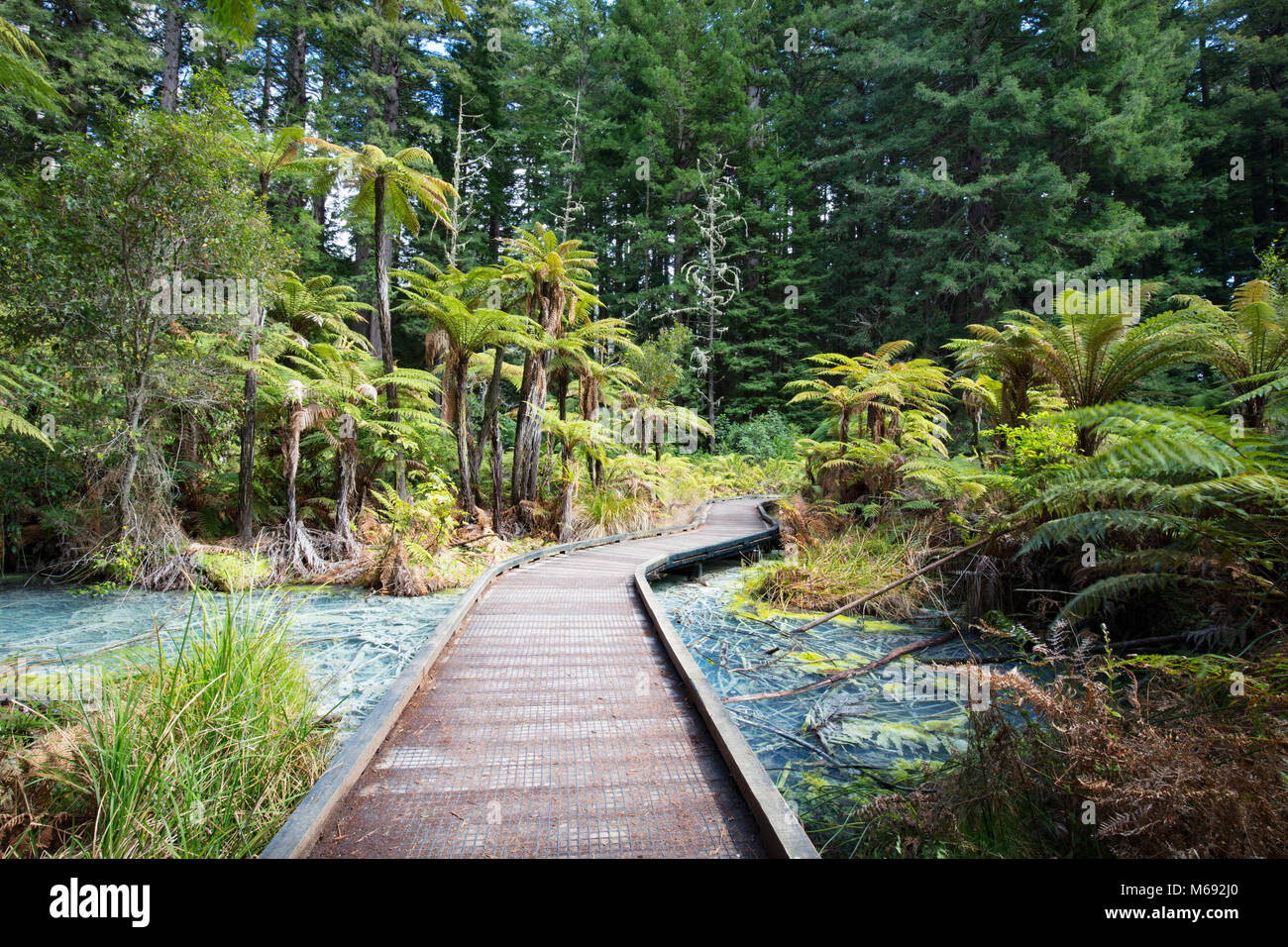 Whakarewarewa Forest Acidic Pools Stock Photo - Alamy