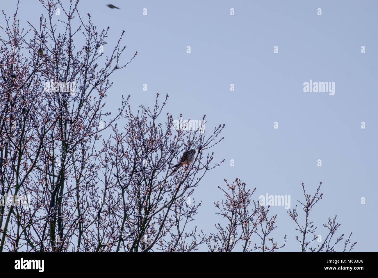 kestrel perched in a tree Stock Photo - Alamy