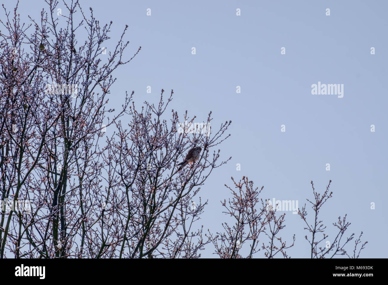 kestrel perched in a tree Stock Photo - Alamy