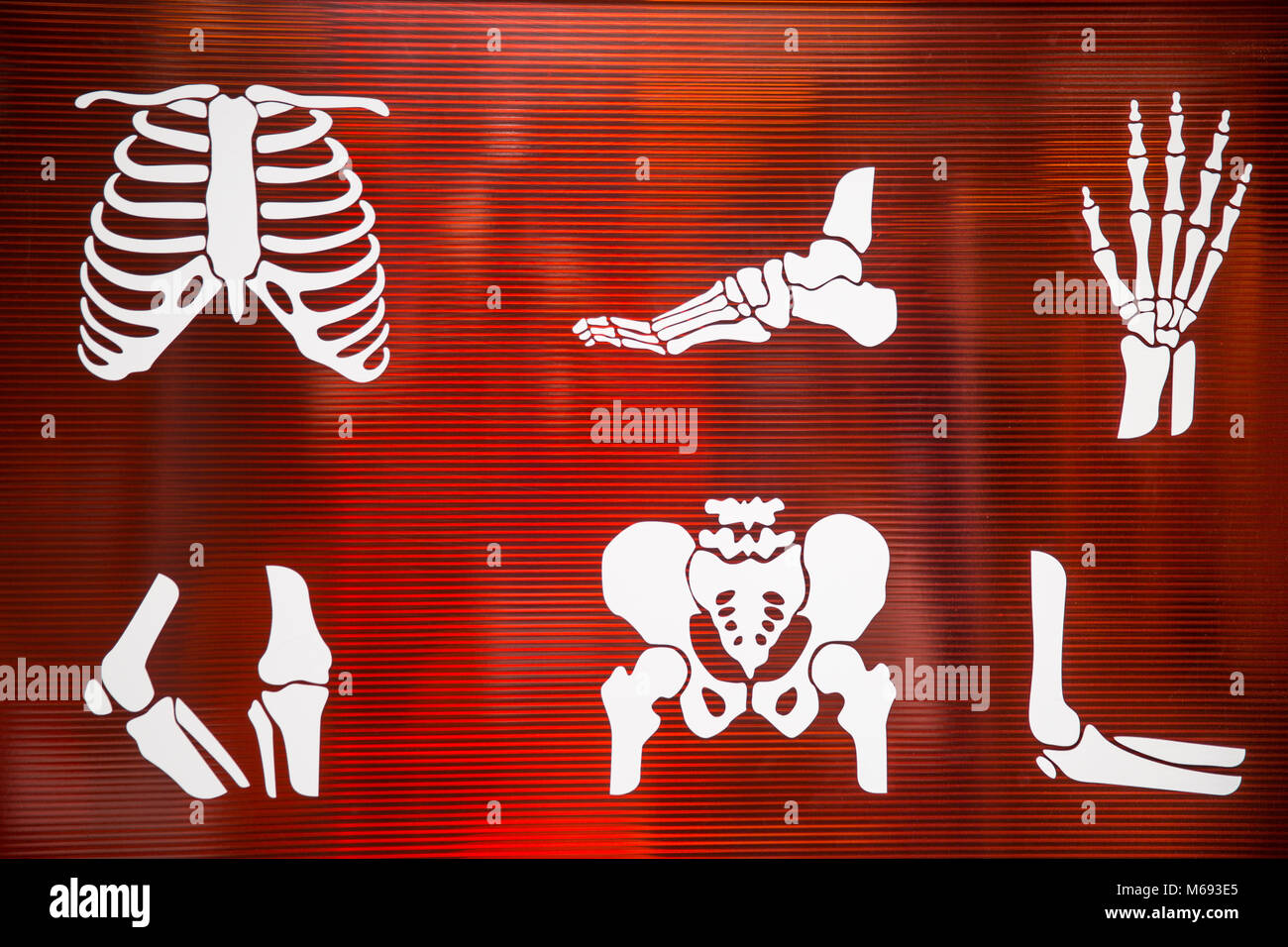 X-ray multiple parts of adult. Collection X-ray part of human on red ...