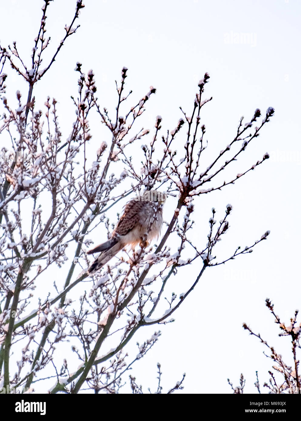 common kestrel in a tree in snowy weather Stock Photo - Alamy