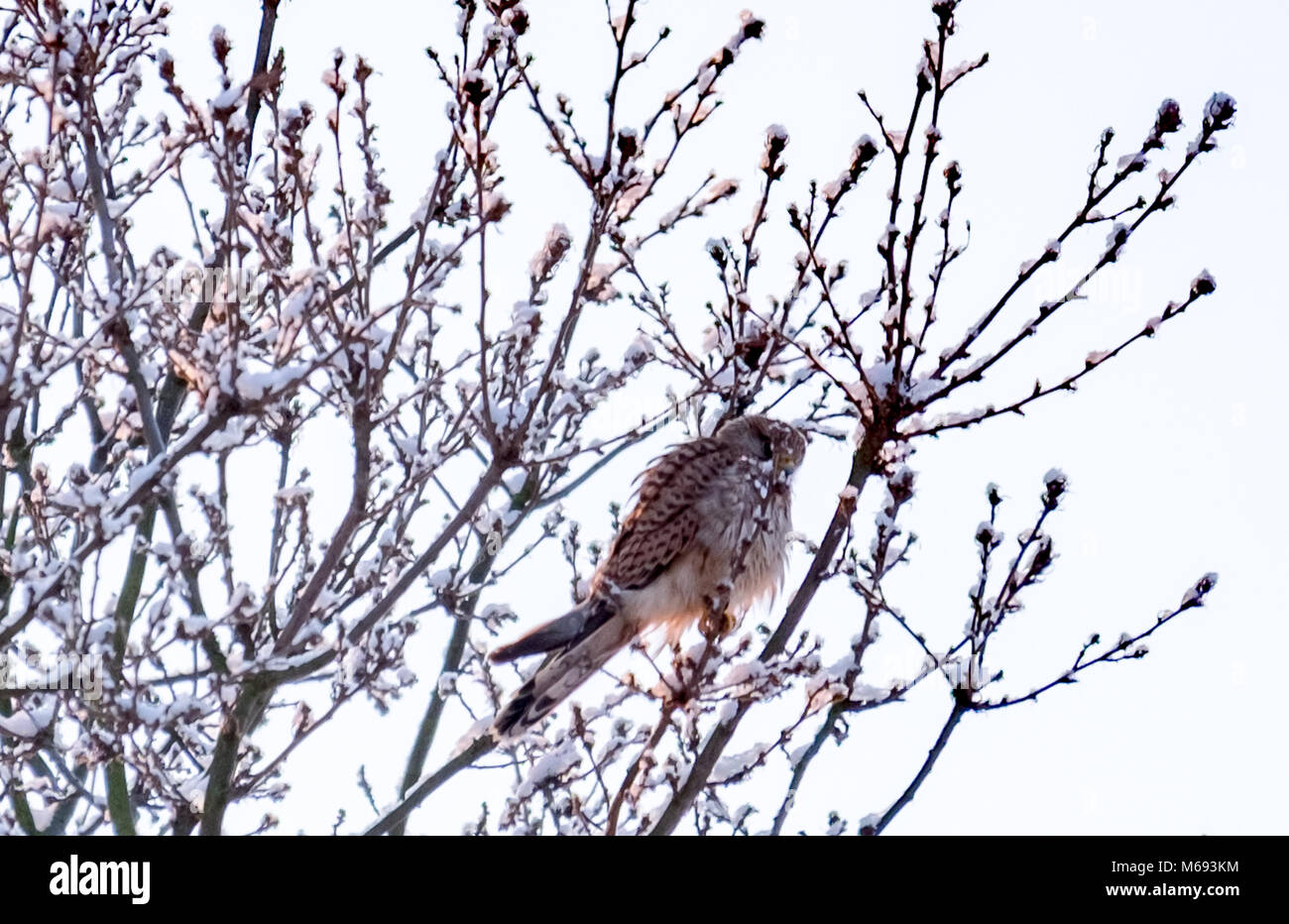 common kestrel in a tree in snowy weather Stock Photo - Alamy