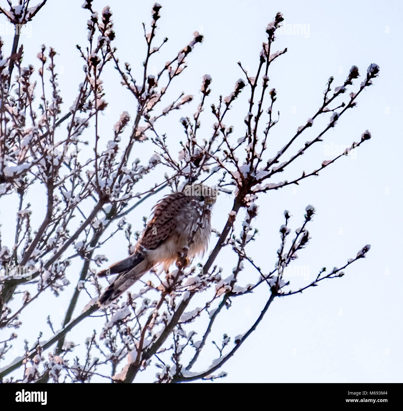 common kestrel in a tree in snowy weather Stock Photo - Alamy
