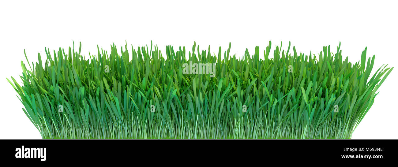 Green grass. Natural grass texture pattern background. Meadow. Spring ...