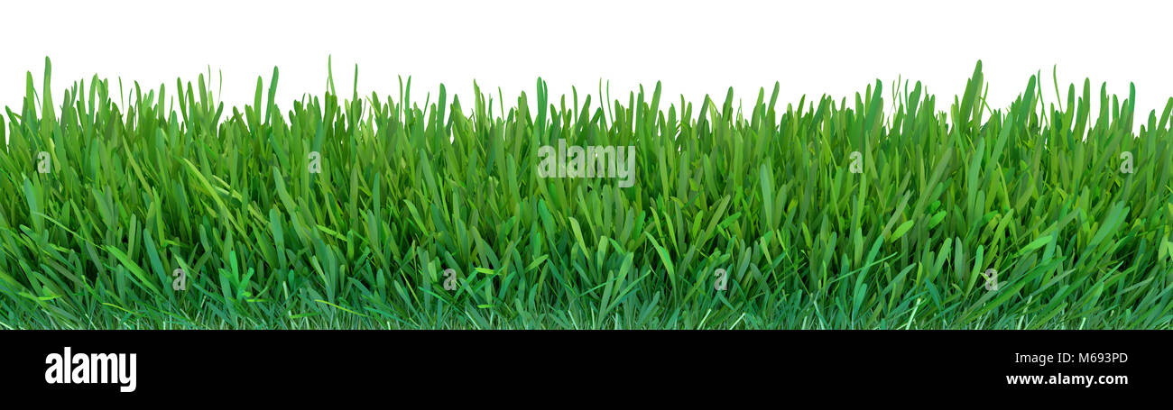 Green grass. Natural grass texture background. Meadow. Spring, summer ...