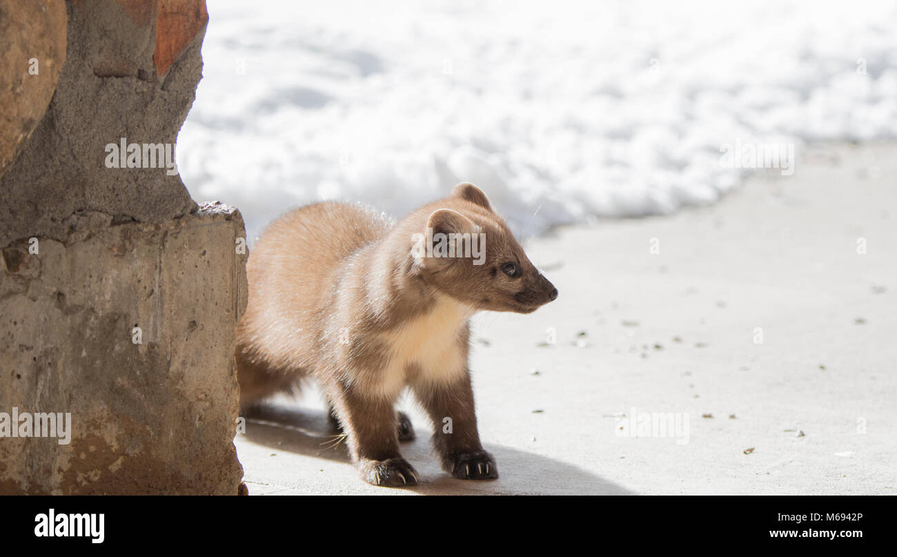American pine marten hi-res stock photography and images - Alamy