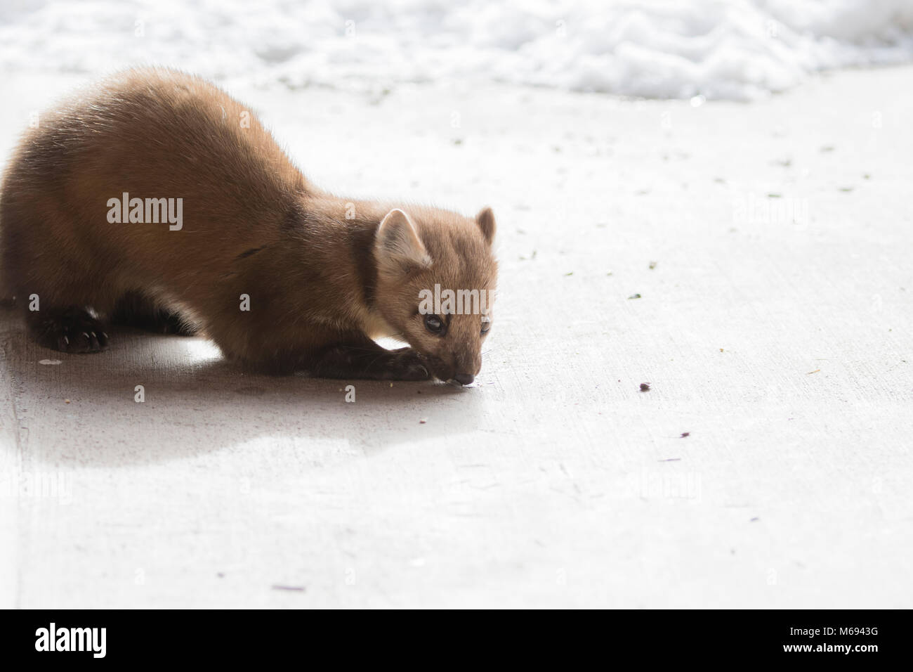 American marten on ground hi-res stock photography and images - Alamy