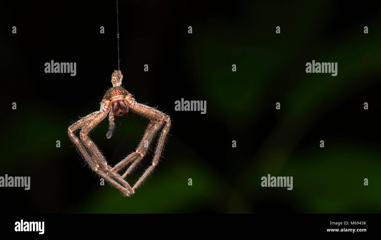 Spider skin hi-res stock photography and images - Alamy