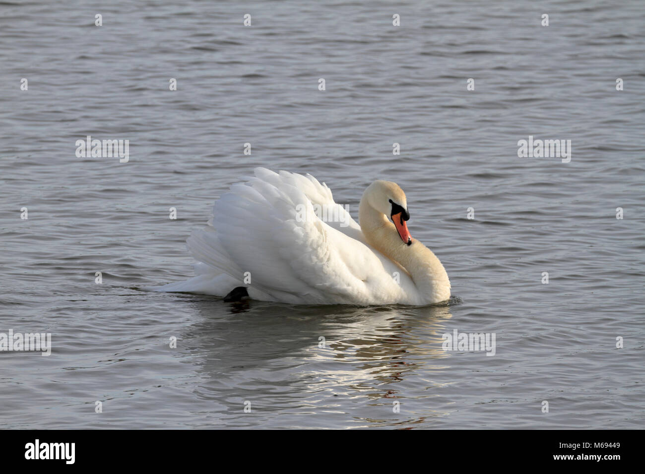Adult Mute Swan, Cygnus olor in 'busking' territorial display, England ...