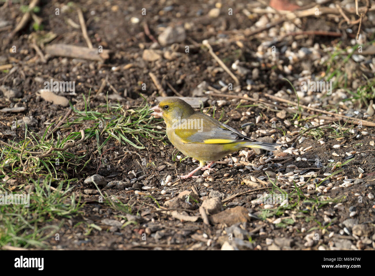 Greenfinch uk hi-res stock photography and images - Alamy