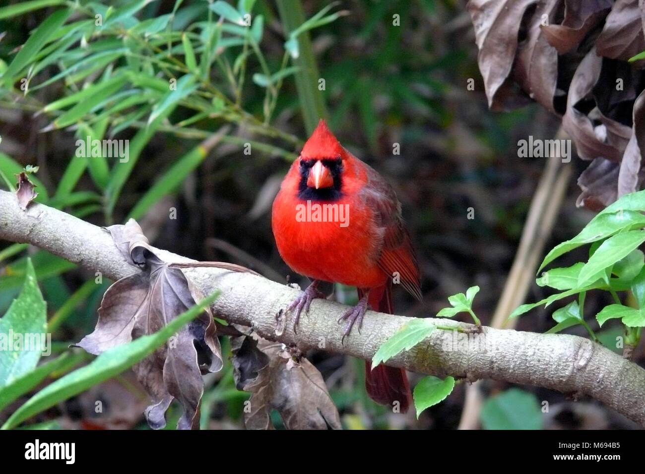 Male cardinal hi-res stock photography and images - Alamy