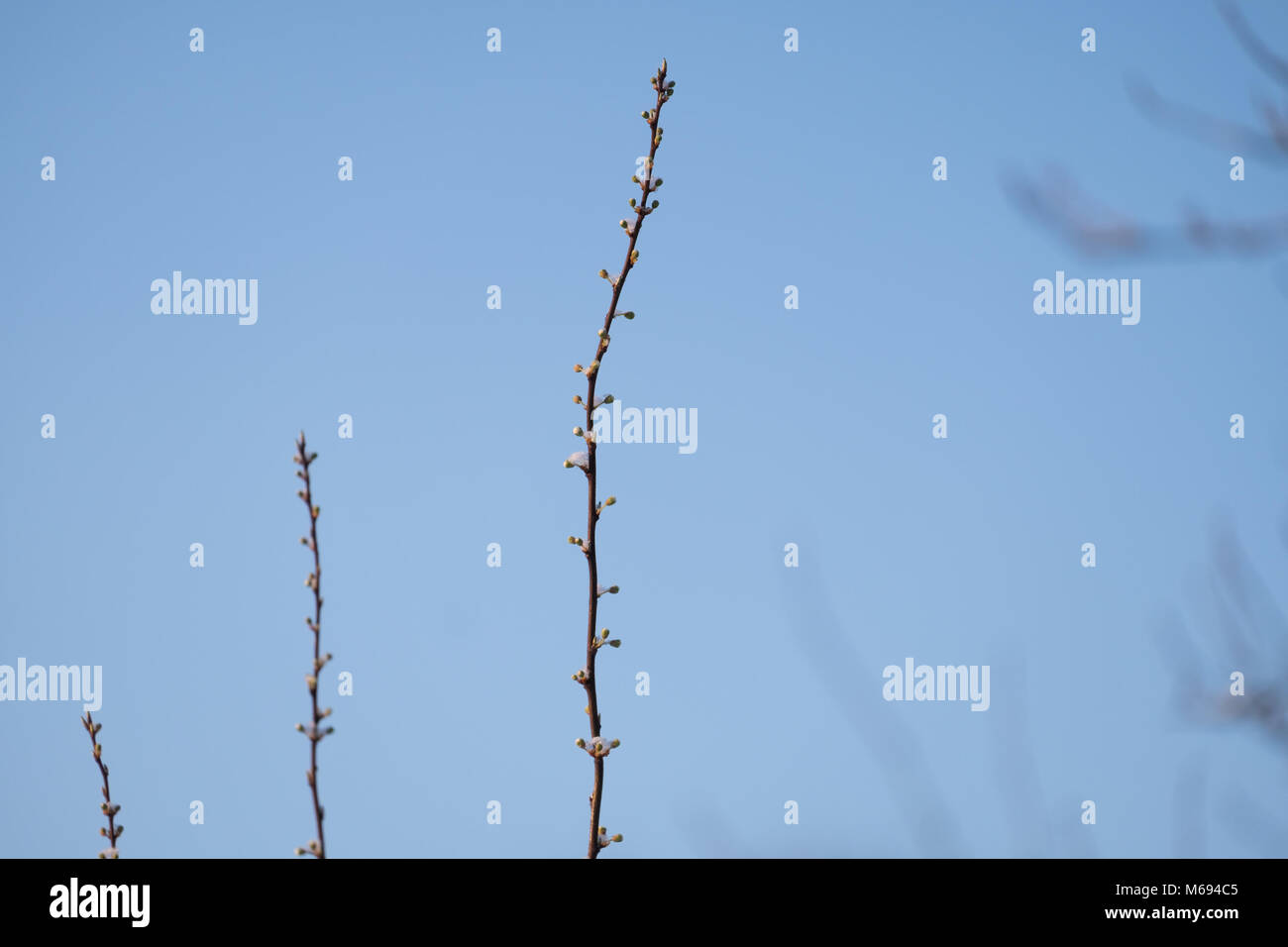 early buds on a tree Stock Photo - Alamy