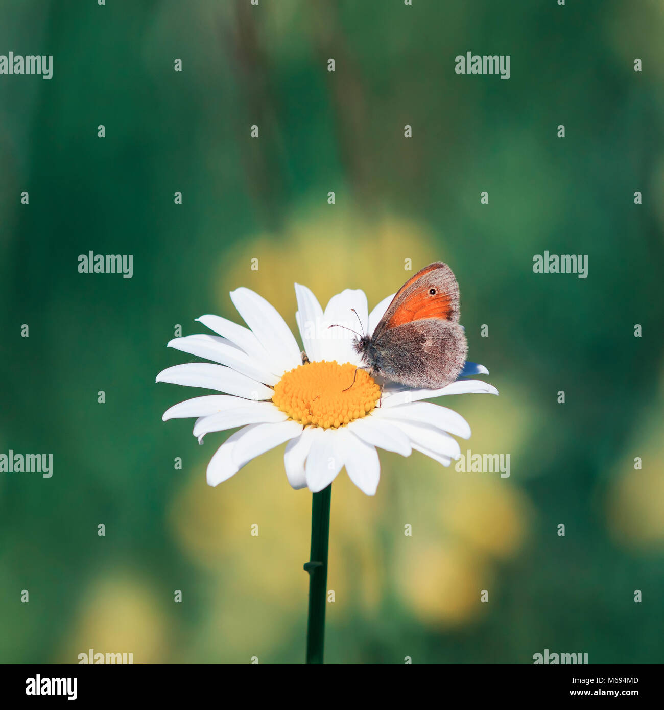 Beautiful little butterfly hi-res stock photography and images - Alamy