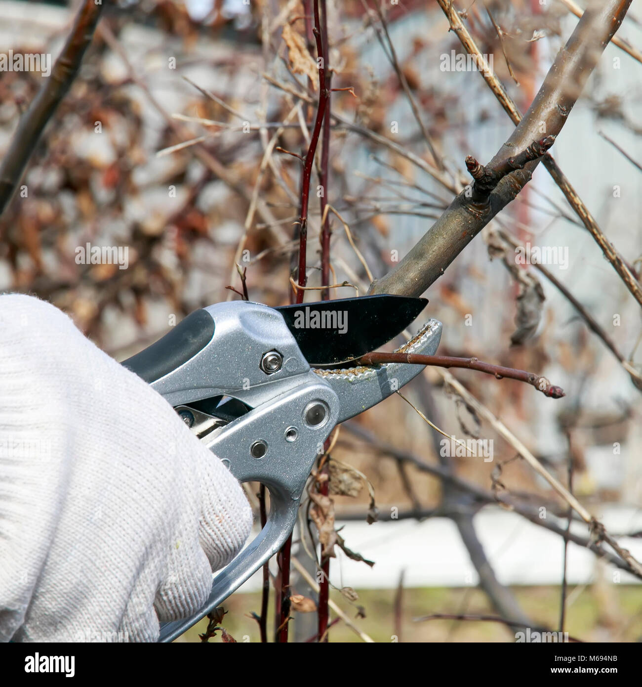 a seasonal spring garden work cutting the extra knots metal shears ...
