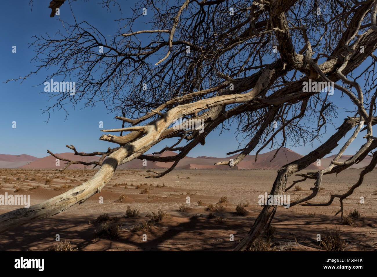 Dry tree branches in the Namibia desert. Sossusvlei Stock Photo - Alamy
