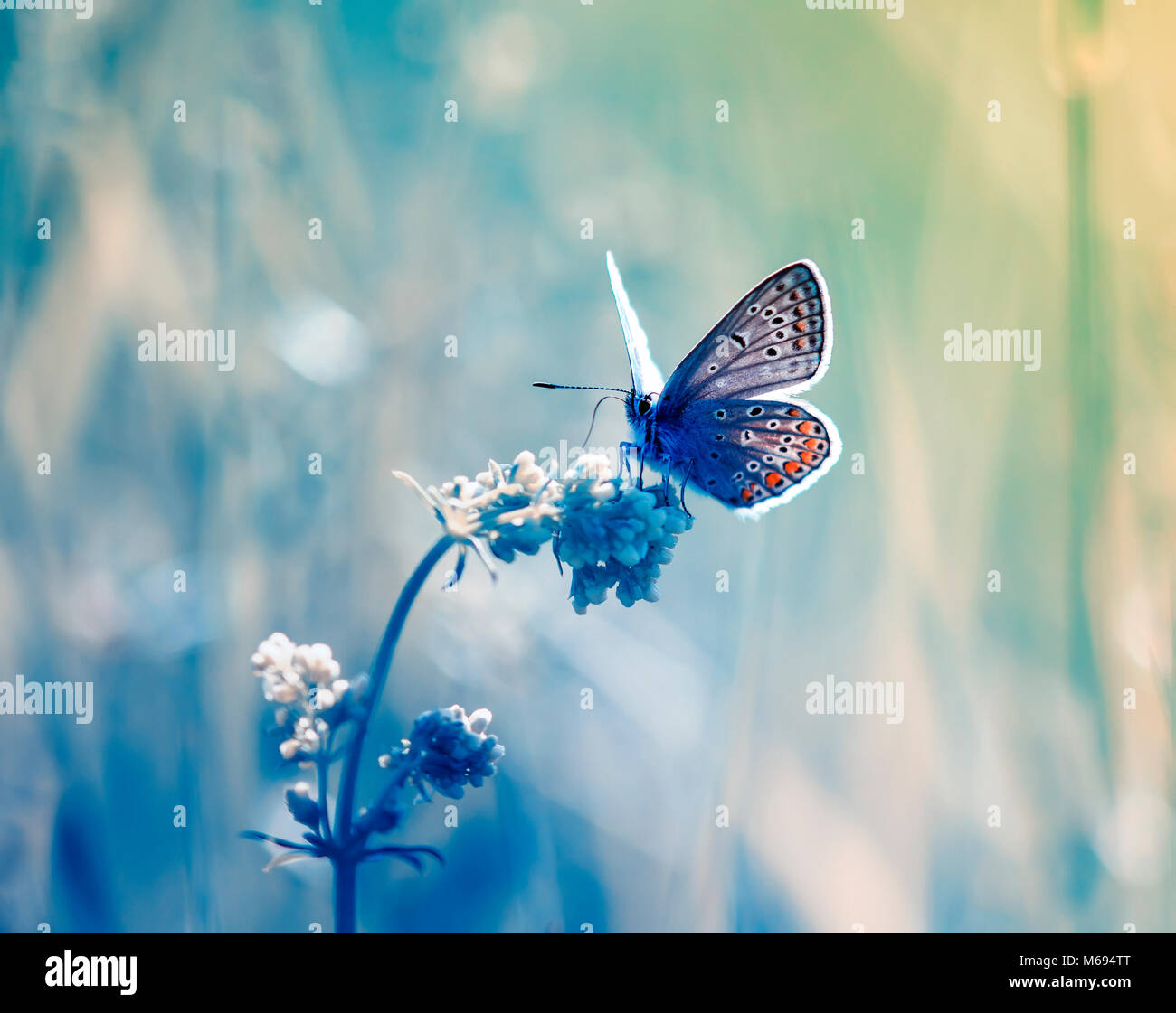 cute little blue butterfly, copper-butterfly sits on a delicate and ...
