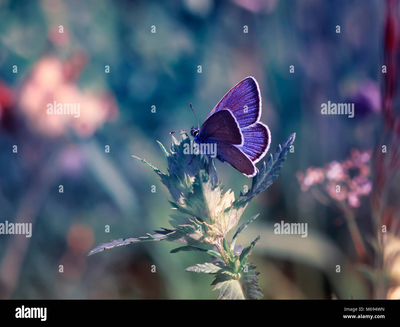 cute little blue butterfly, copper-butterfly sits on a beautiful fairy ...