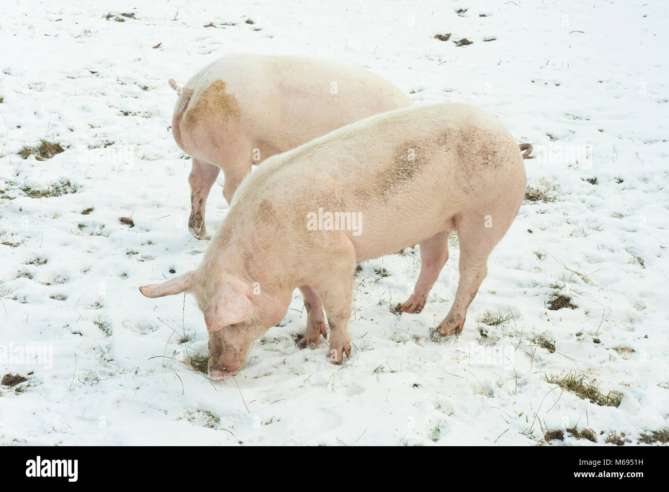 domestic pig, farm animal eating grass in winter scene Stock Photo - Alamy