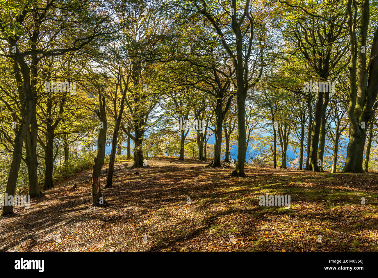 Lancashire woodland hi-res stock photography and images - Alamy