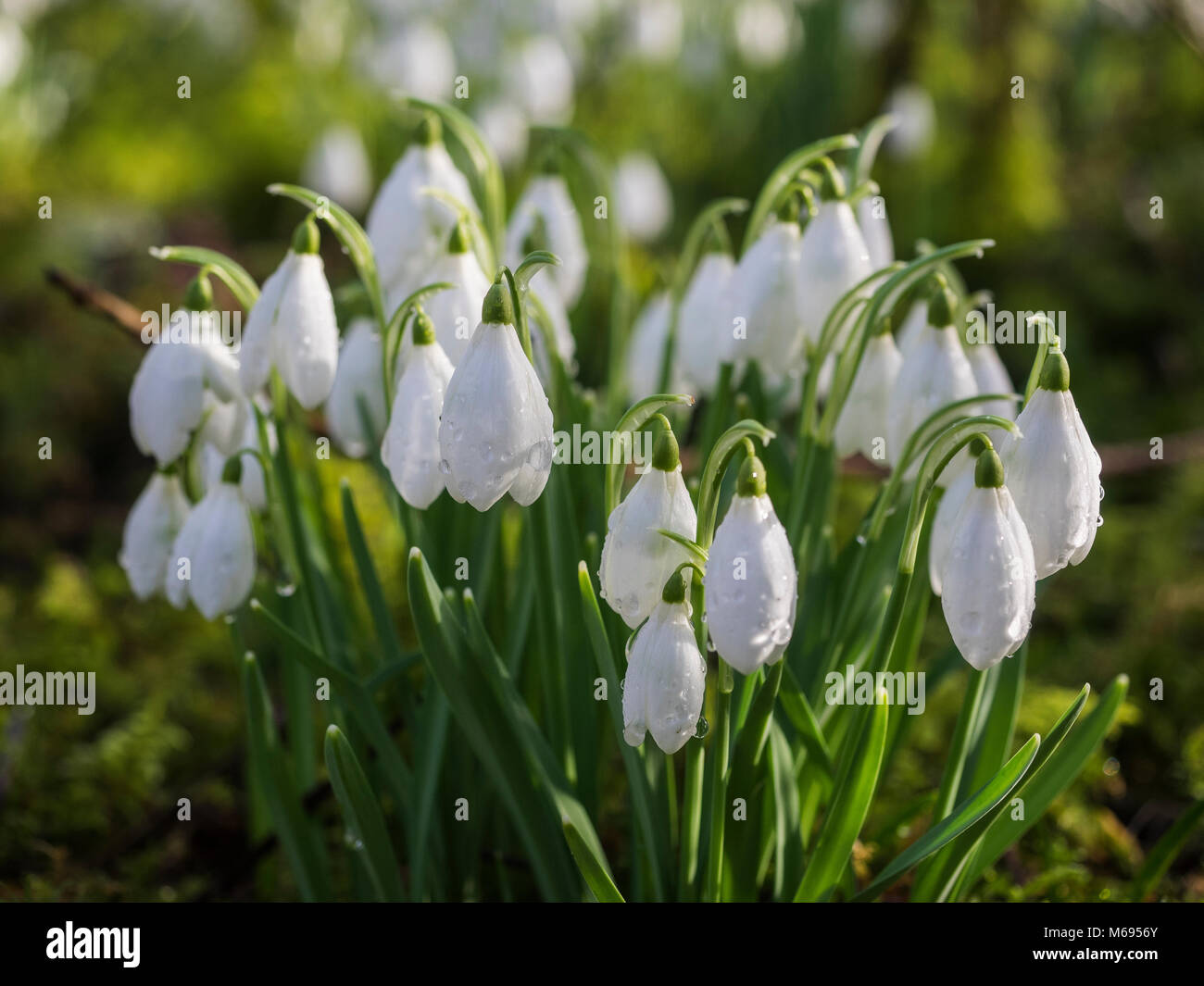 Galanthus sunlight hi-res stock photography and images - Alamy